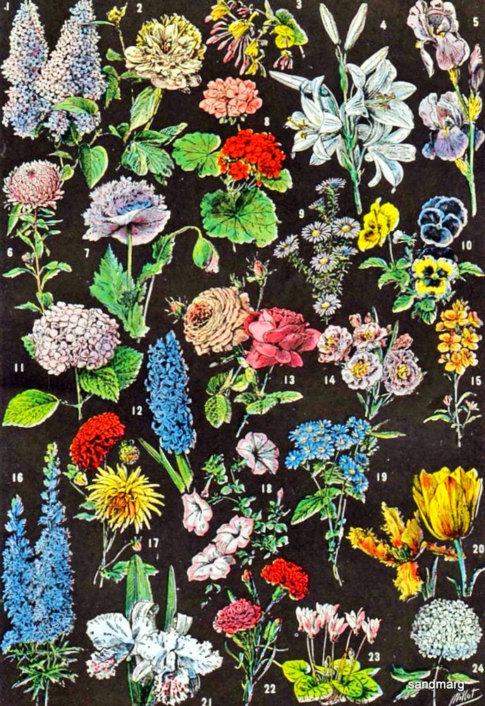 Ilustración de flores de jardín | Impresión de arte