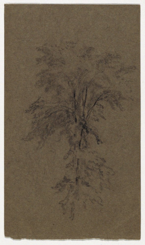 Estudio de un Olmo | Daniel Huntington | Impresión de arte