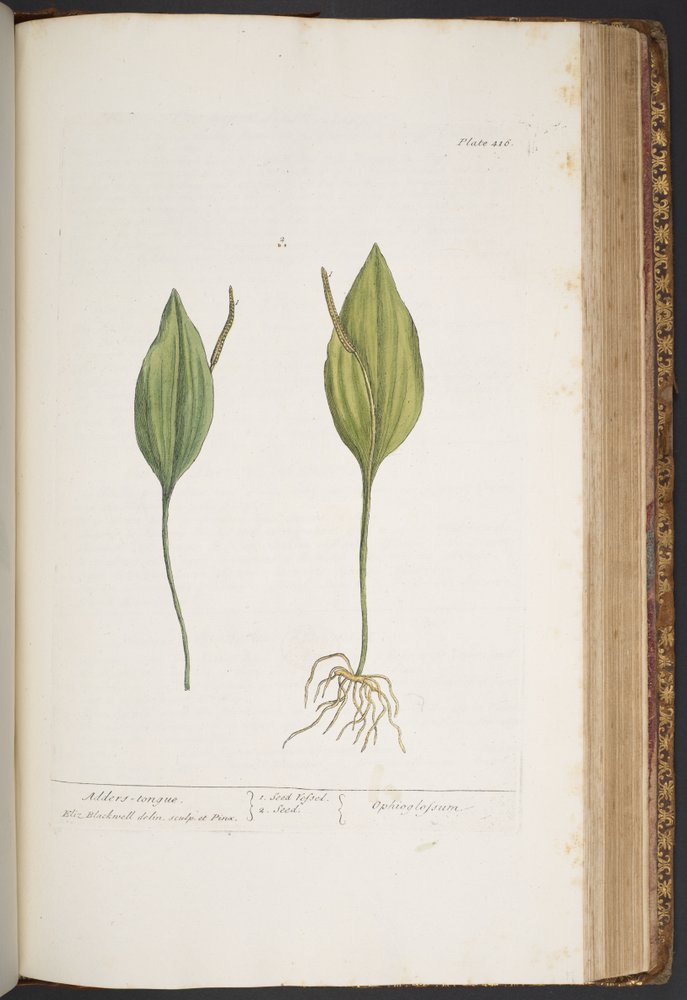 Placa 416, de 'A Curious Herbal' | Elizabeth Blackwell