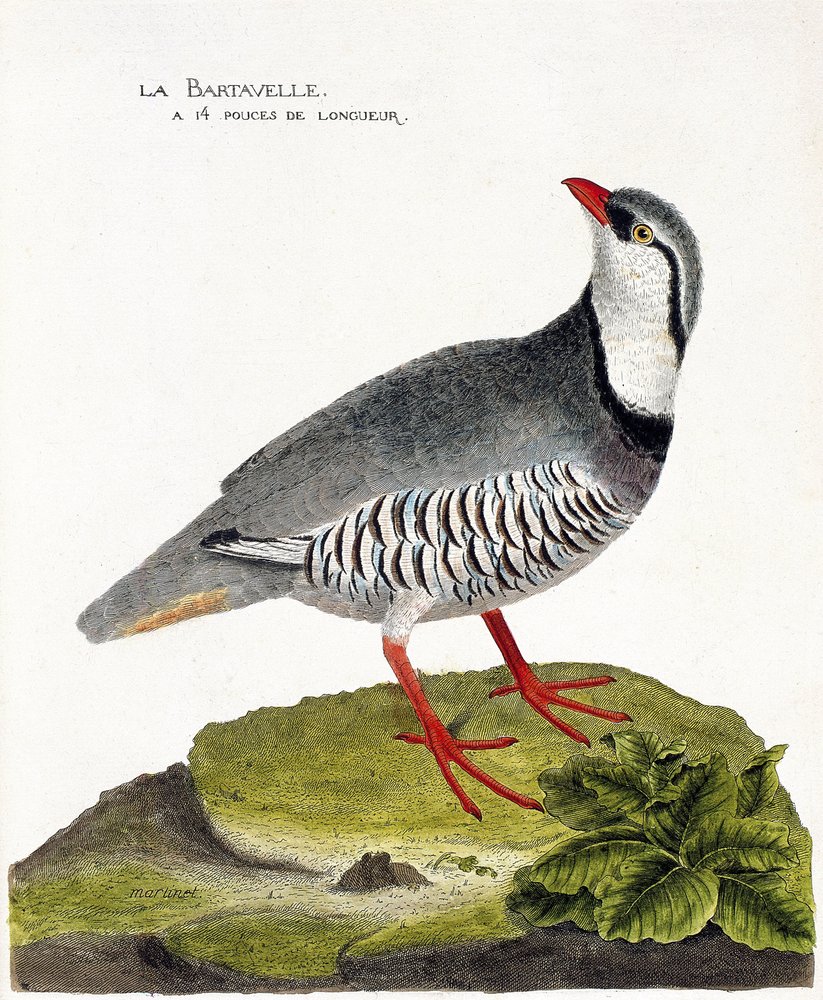 Tabla zoológica (ornitología): La bartavelle (perdiz bartavelle o ...