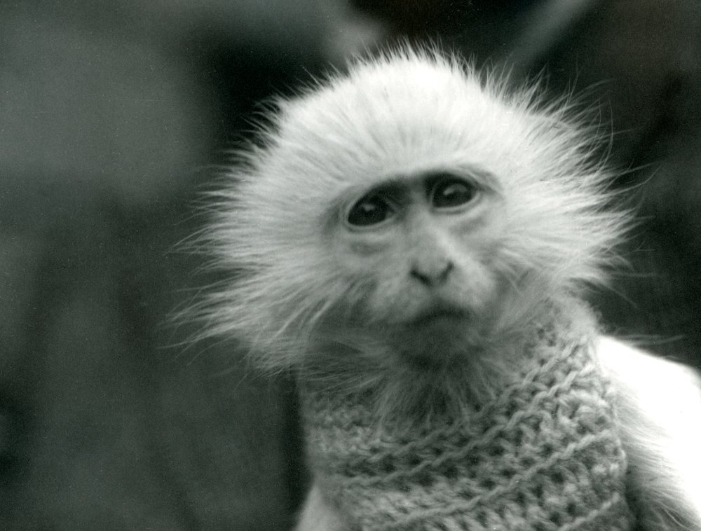 Un mono albino del Viejo Mundo, género Ceropithecus, con un suéter en ...