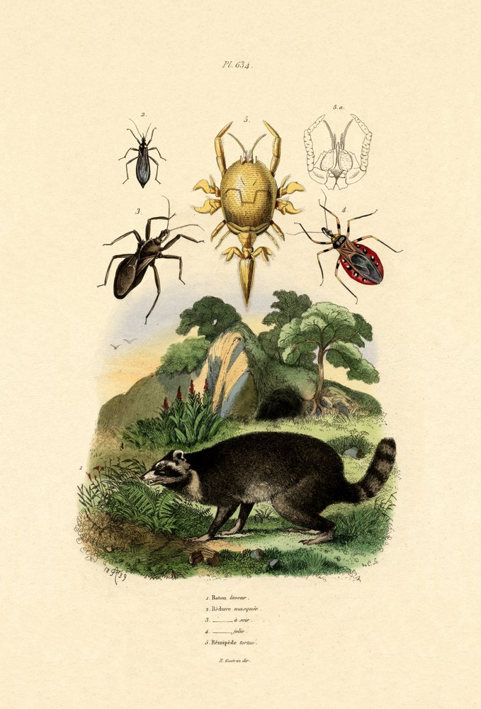 Mapache, 1833-39 | French School | Impresión de arte