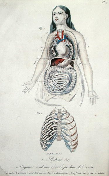 Órganos en el pecho y el estómago, de 'Hygiene et Maladies de la ...