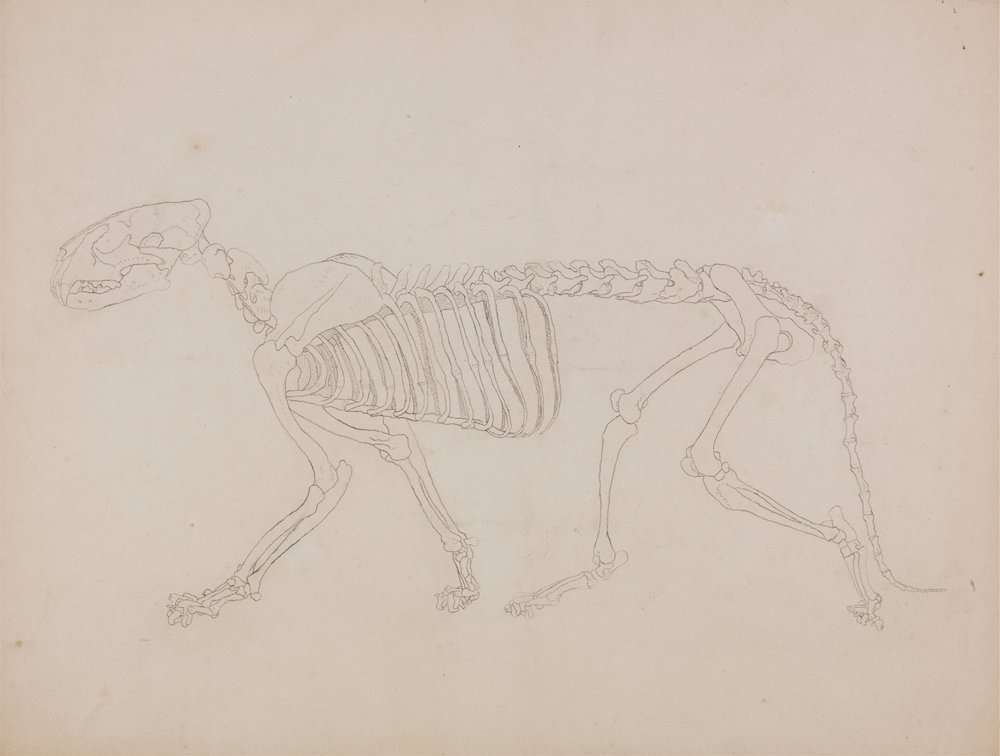 Esqueleto de tigre, vista lateral | George Stubbs