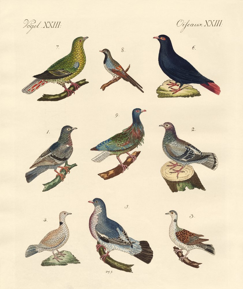 Diferentes tipos de palomas | German School