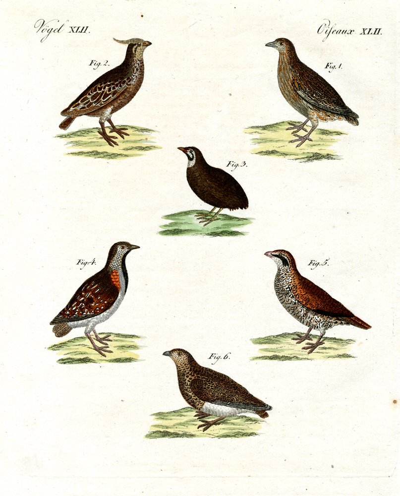 Diferentes tipos de codornices | German School