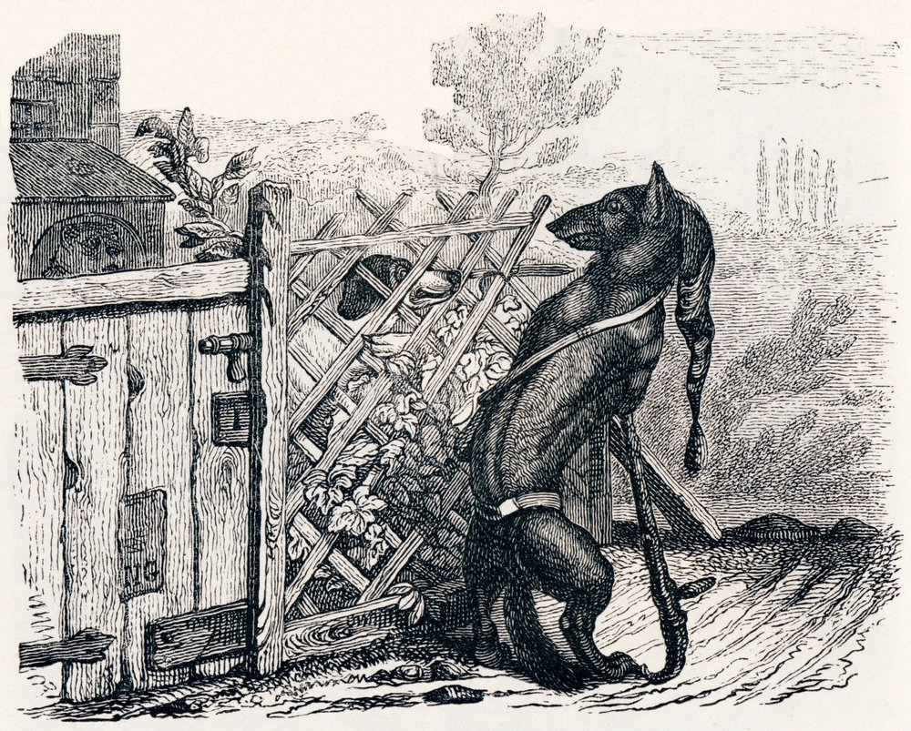 El lobo y el perro flaco - Fábulas de La Fontaine