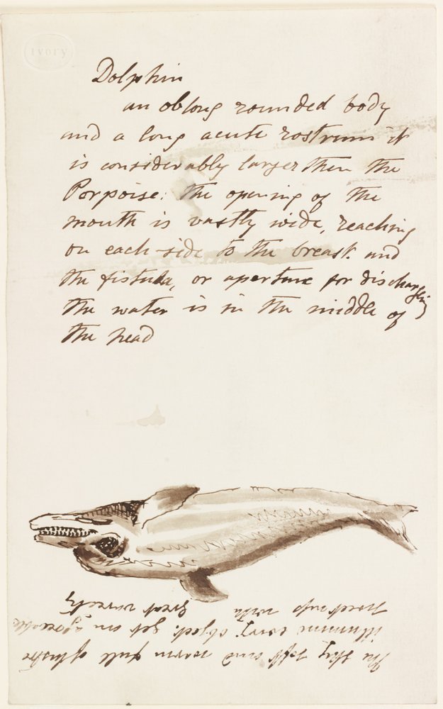 Delfín | John Wilson Carmichael | Impresión de arte