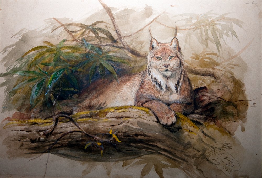 El lince canadiense (Felis canadensis) | Joseph Wolf