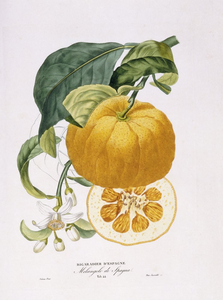 Histoire Naturelle des Orangers, 1818-20
