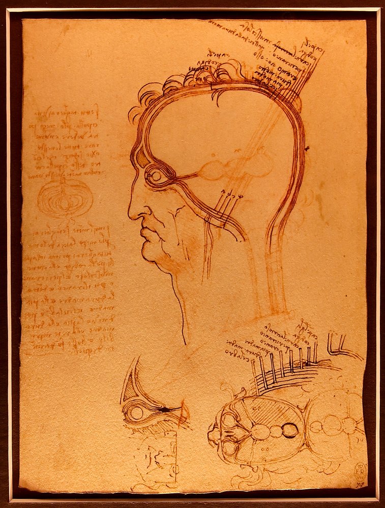 Estudio de Cráneo | Leonardo da Vinci | Impresión de arte