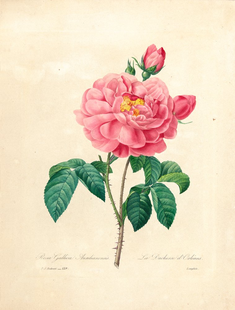 La duquesa de Orleans Rose, grabada por Langlois, de &Elegir las flores ...