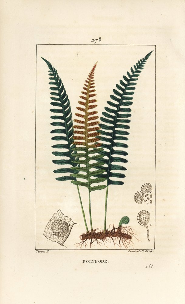 Raiz De Polypodium Vulgare Polypodium Vulgare – Gemeiner Tüpfelfarn