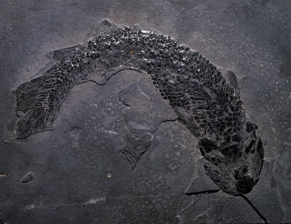 Prehistoria: especie de fósil Gyroptichus, era paleozoica, período ...