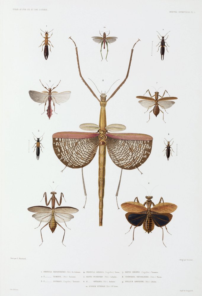Tipos de insectos, Australia, Islas Salomón e Indonesia