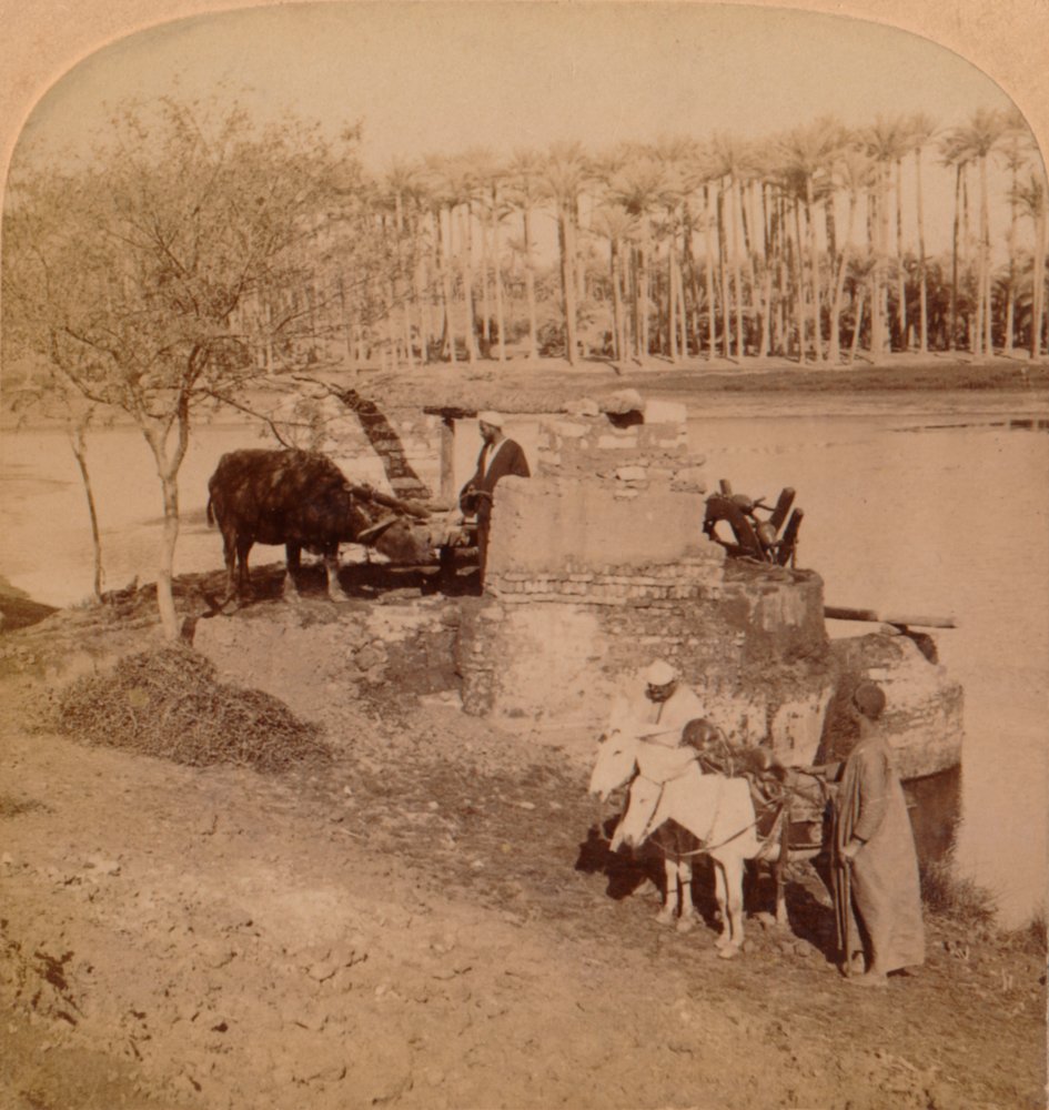 Una Sakiyeh egipcia, dibujando agua del Nilo para riego, Egipto, 1896