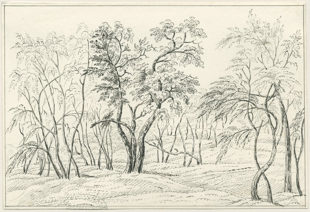 Cannock Chase | Unbekannt | Impresión de arte