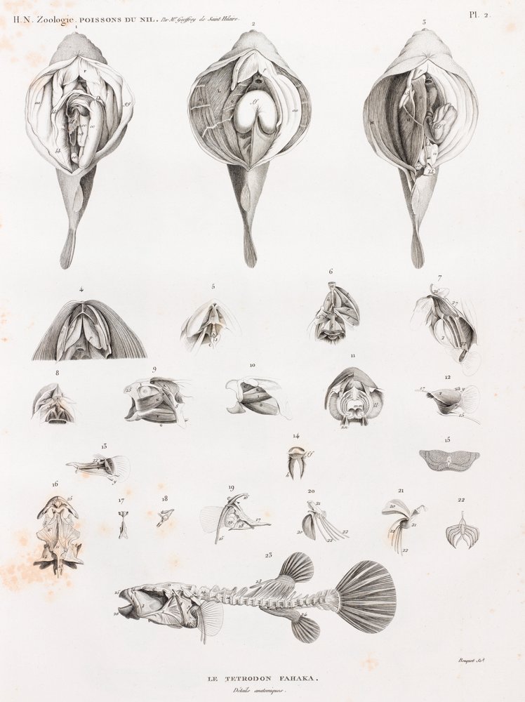 Peces: Tetrodon, anatomía | Unbekannt