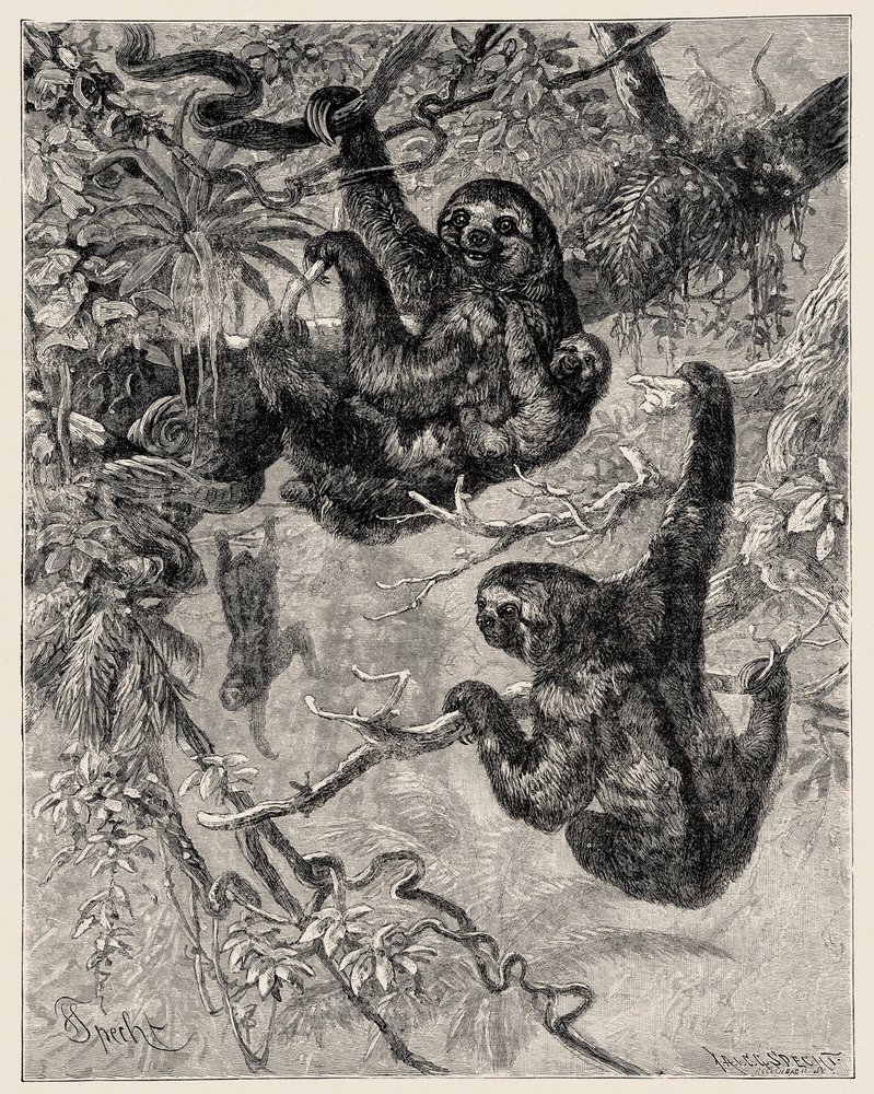 Zoología: perezoso (Ai - Bradypus tridactylus) descrito e ilustrado por ...
