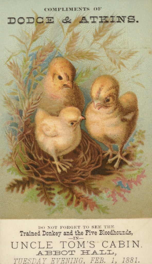 Tres pollitos en el nido | American School