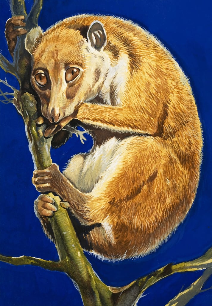 El potto | English School | Impresión de arte