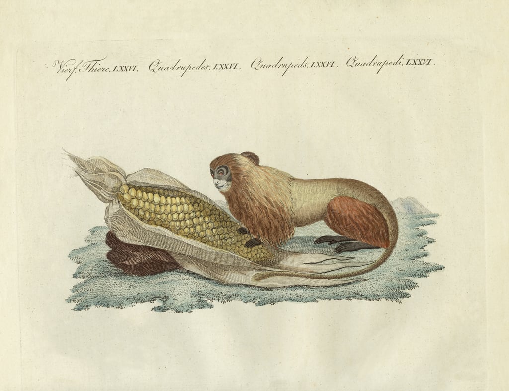 El mono-león (grabado en color) | German School