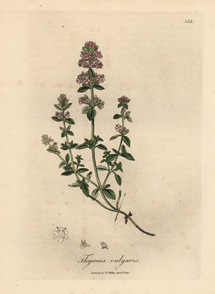 Tomillo de jardín de flor rosa, Thymus vulgaris