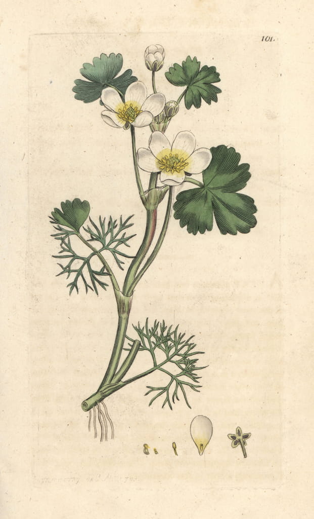 Ranúnculo acuático (Ranunculus aquatilis) Grabado en cobre coloreado a ...