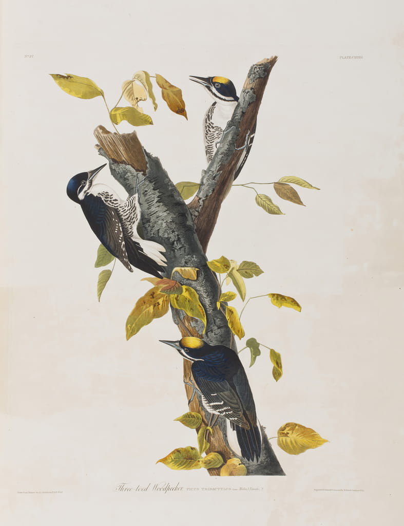 Ilustración de 'Birds of America' | John James Audubon