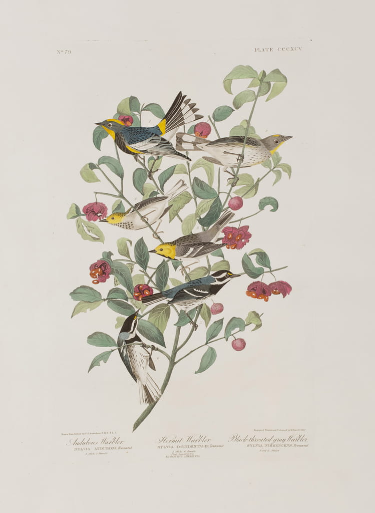 Ilustración de 'Birds of America' | John James Audubon