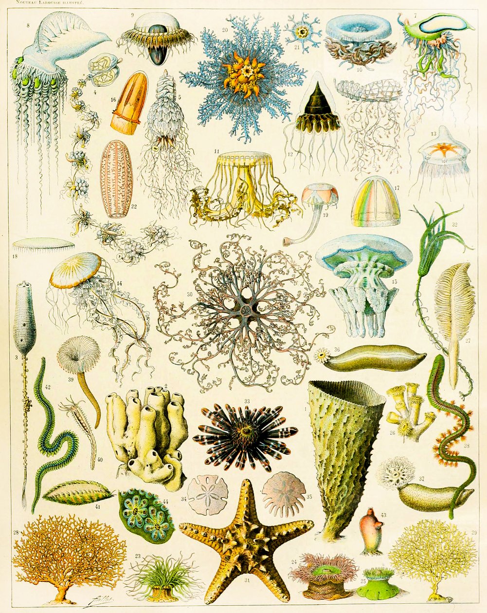 Ilustración de organismos marinos c.1923