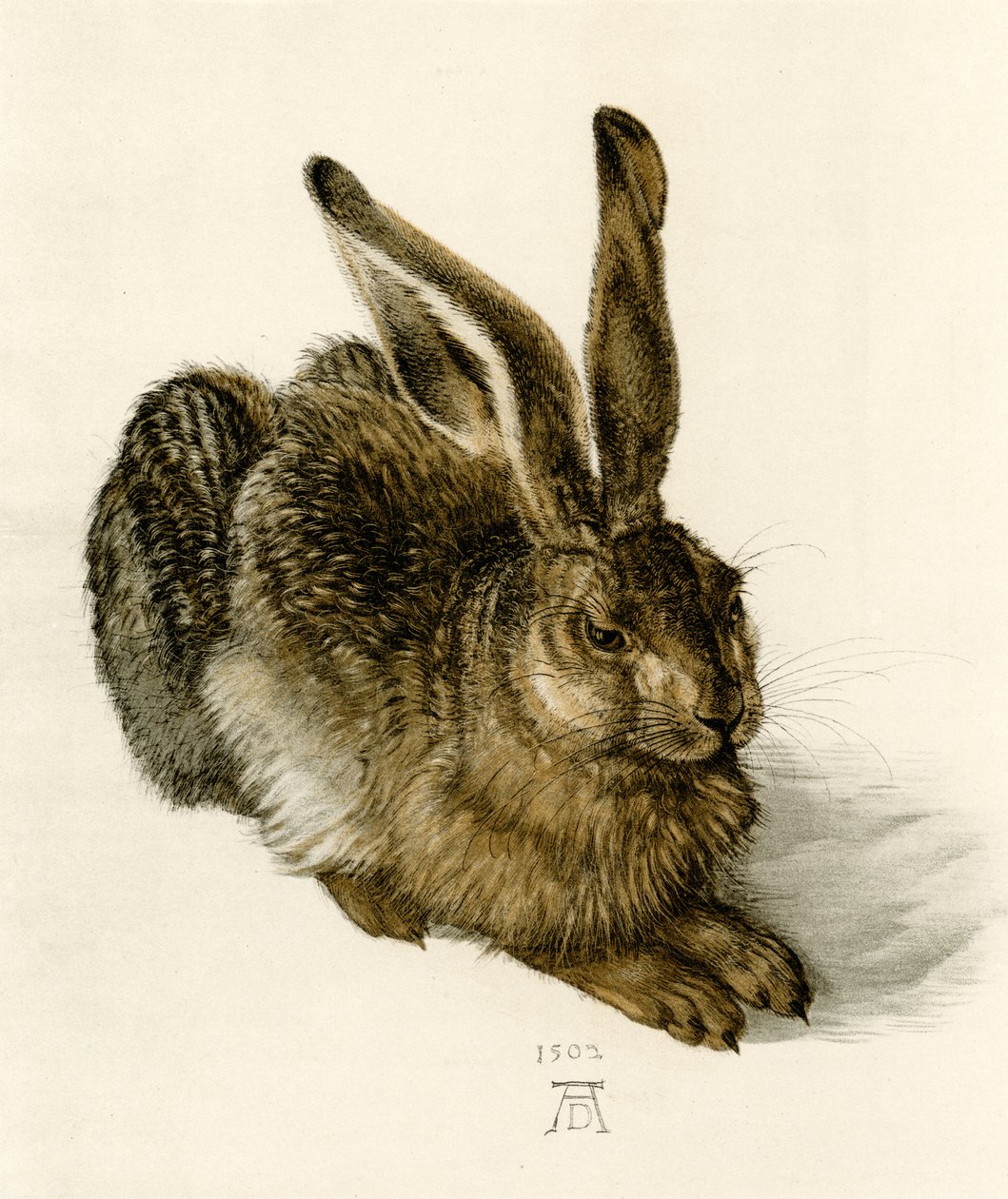 Liebre joven | Albrecht Dürer | Impresión de arte