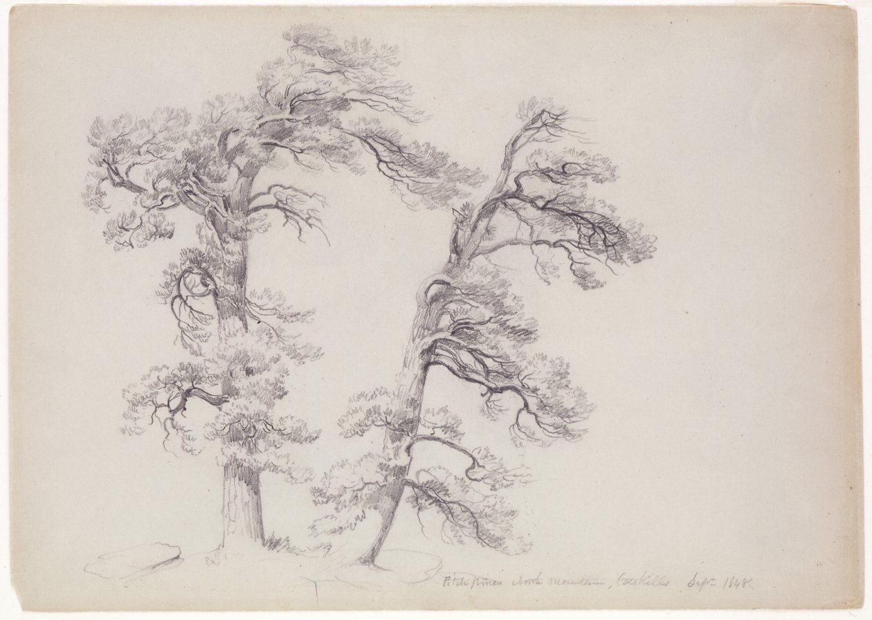 Pinos de brea, North Mountain, Catskills, Nueva York, 1848