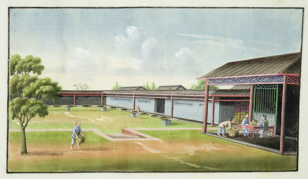 Clasificación de hojas pequeñas para secado