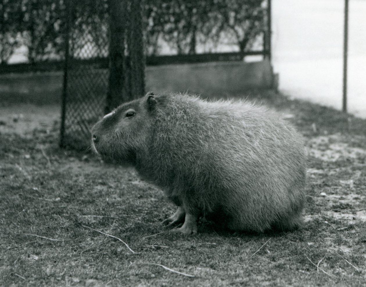 Un capibara en su recinto en el Zoológico de Londres, junio de 1927