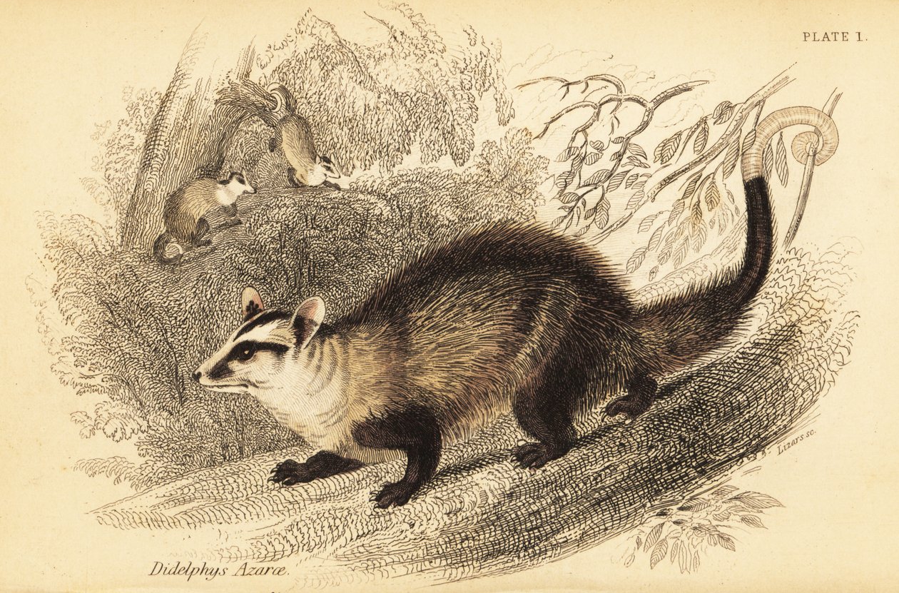 Zarigüeya de orejas blancas, Didelphis albiventris. ,1841 (grabado)