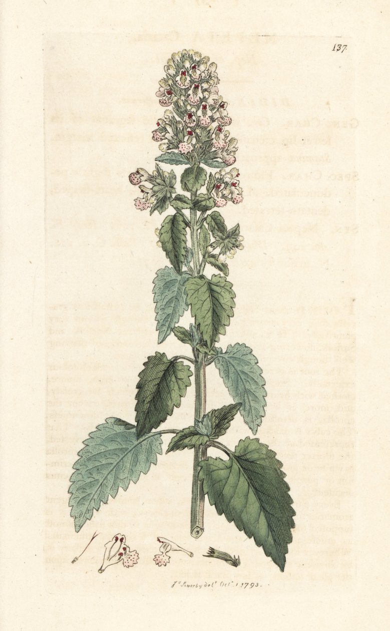 Hierba gatera, Nepeta cataria (cataire) Grabado en cobre coloreado a ...
