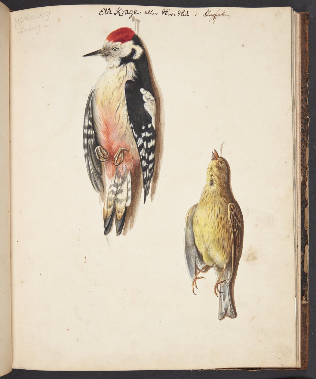 Estudio de un pájaro carpintero muerto y un gorrión amarillo, colgados