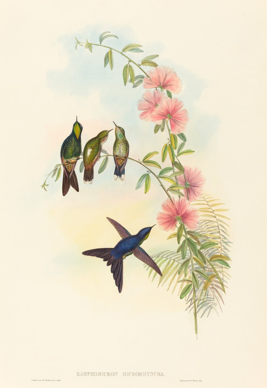 Ramphomicron microrhyncha Picaflor de pico pequeño. Creadores: John Gould, Henry Constantine Richter