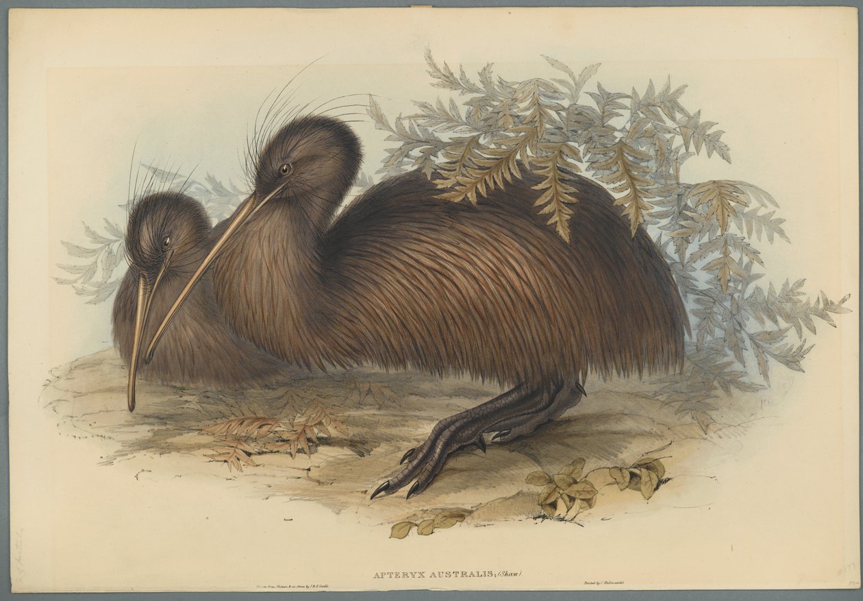 Apteryx Australis | John Gould | Impresión de arte