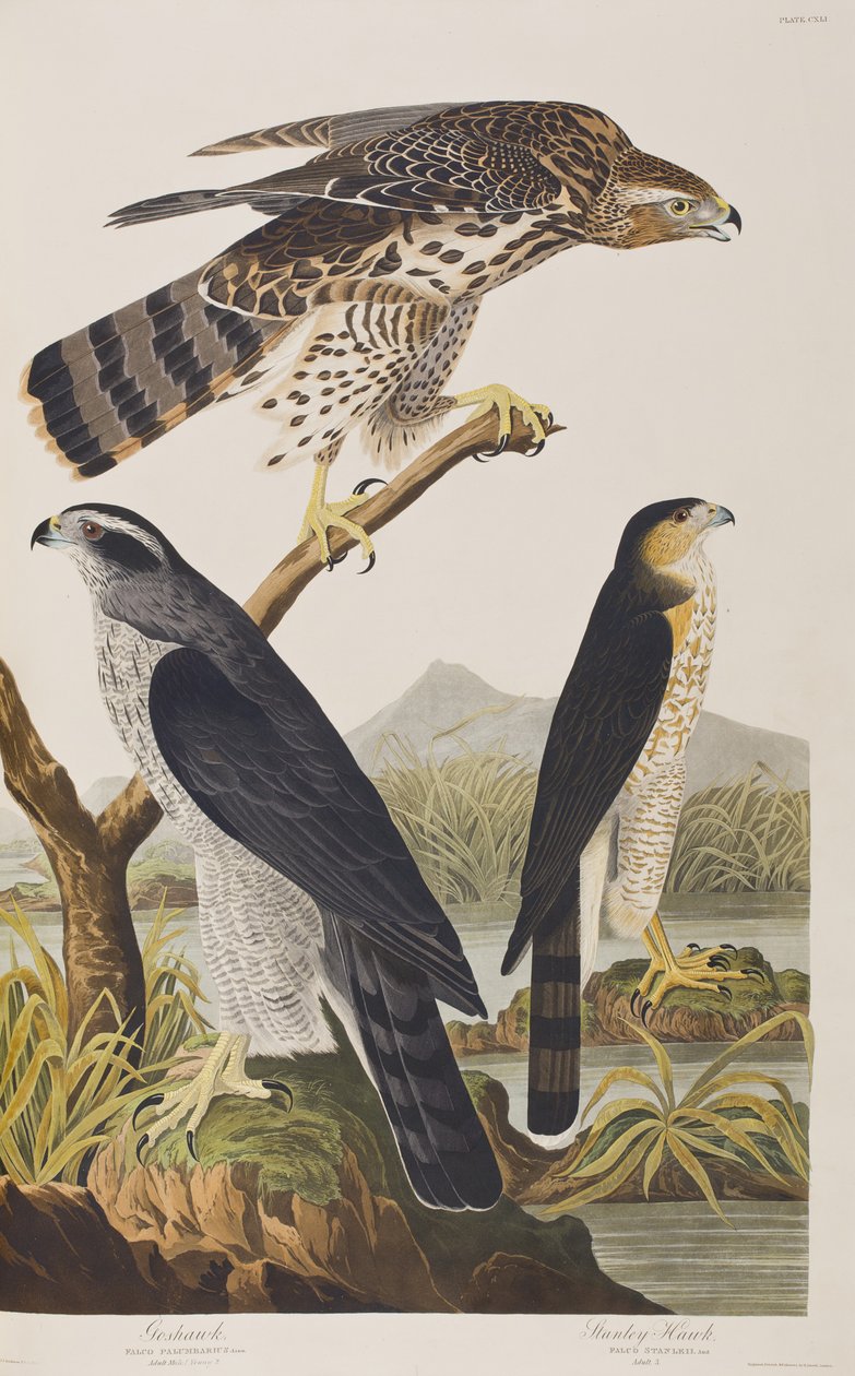 Ilustración de 'Aves de América' | John James Audubon