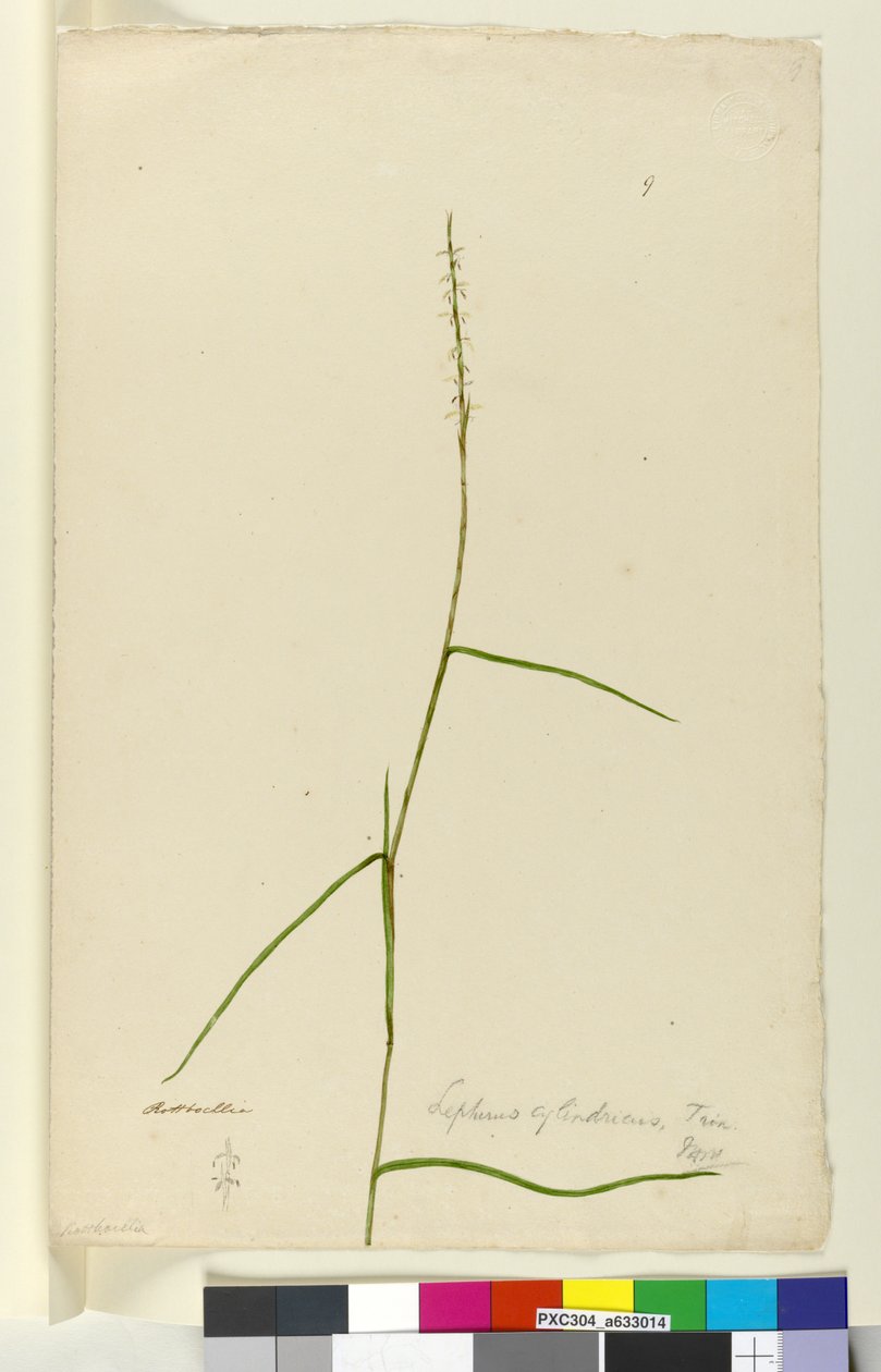 Página 9. Lepturus cylindricus | John William Lewin