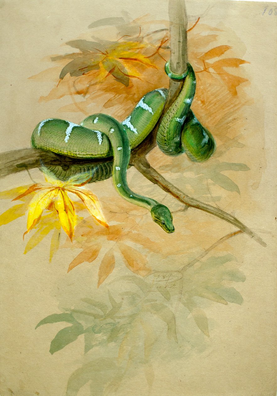 Boa Verde | Joseph Wolf | Impresión de arte