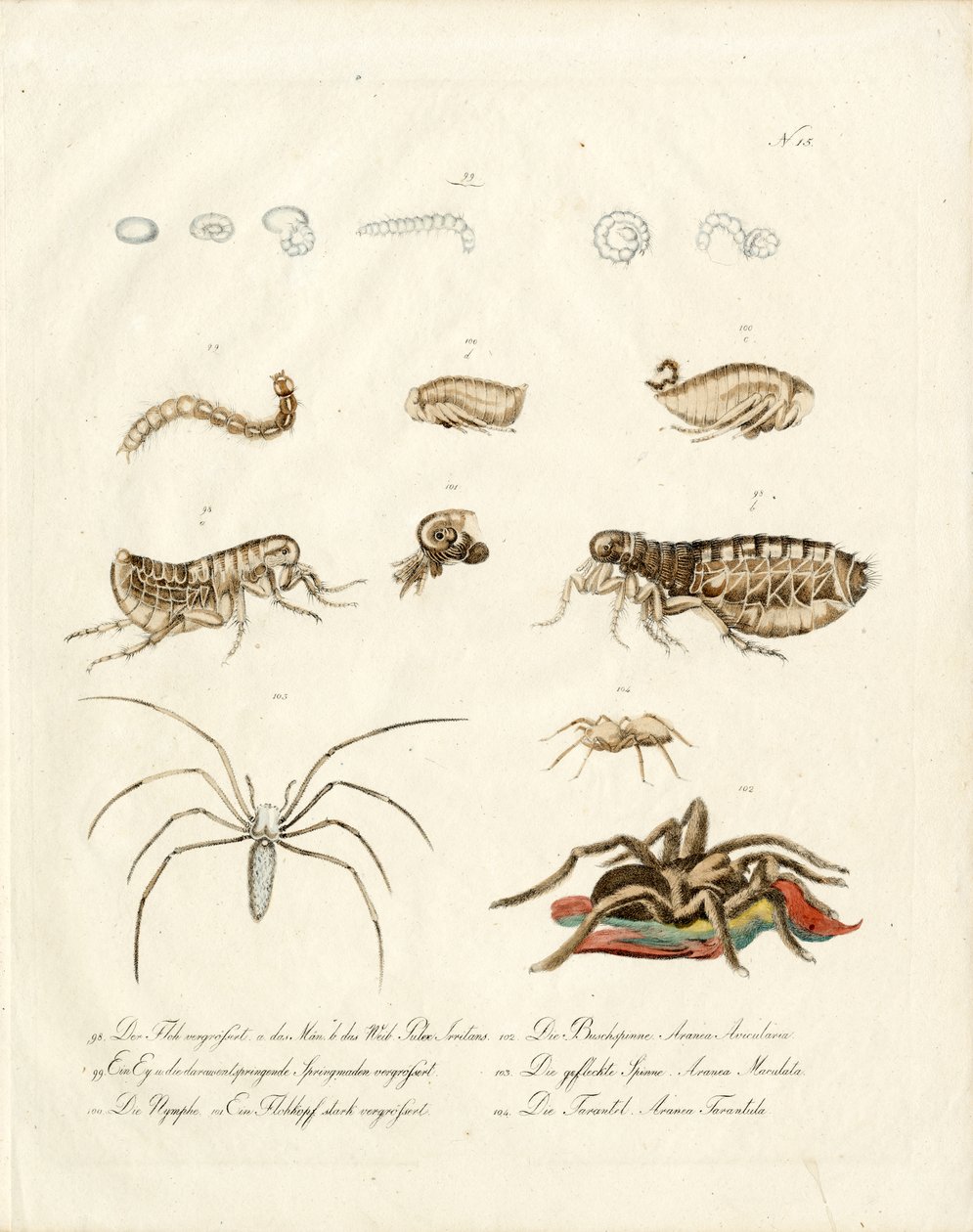 Arácnidos y estadios de desarrollo de los insectos (imprimir)