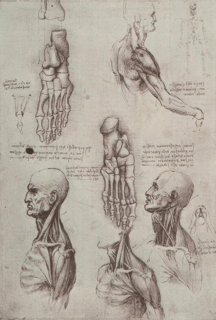 Dibujos De Anatomía Humana De Leonardo Da Vinci