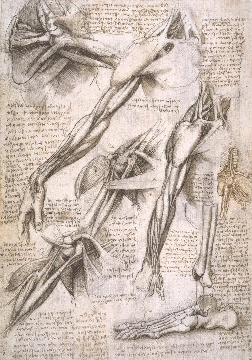 Dibujos De Anatomía De Leonardo Da Vinci La Anatomía De Leonardo