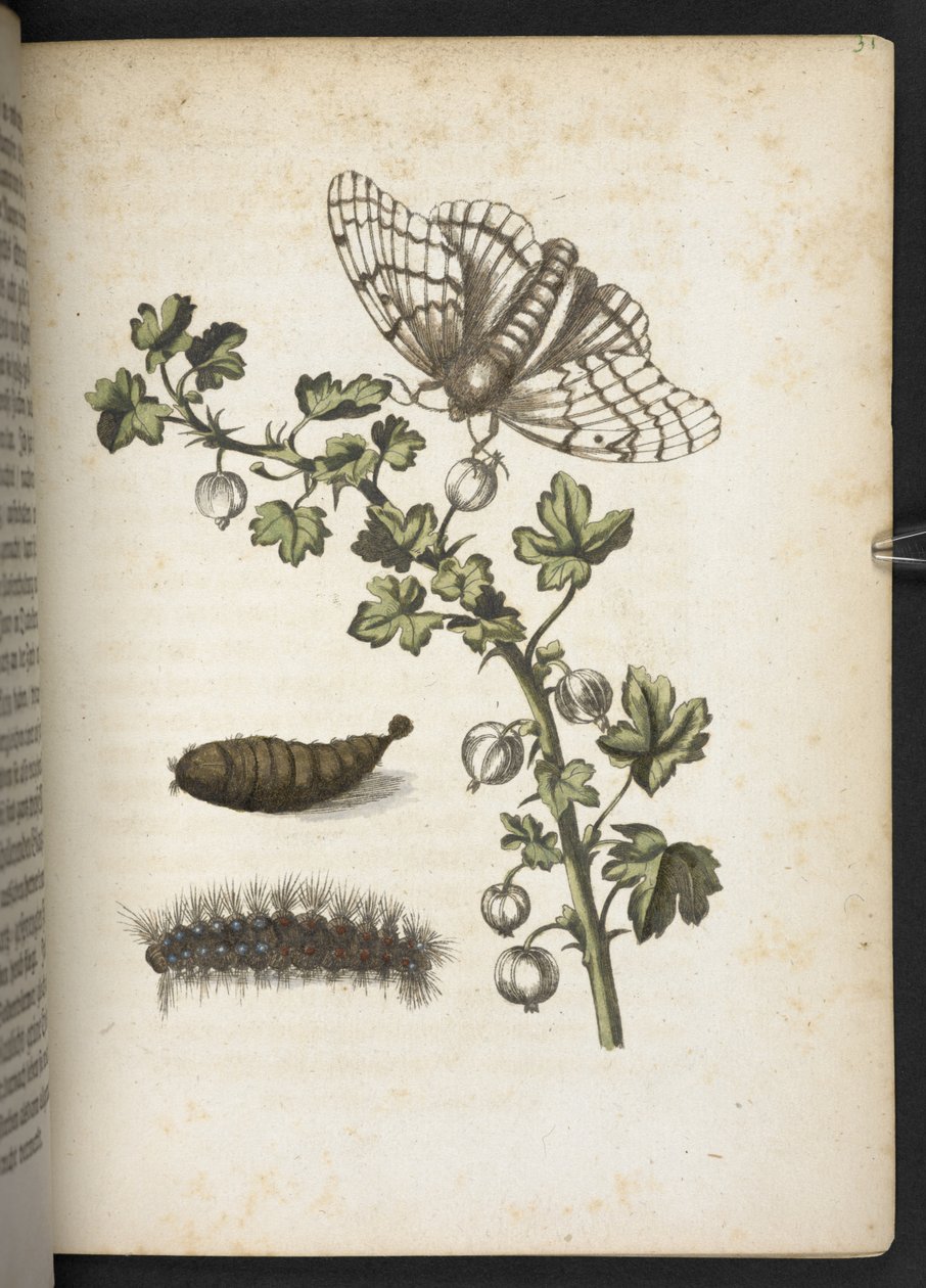 Oruga Y Mariposa Metamorfosis Roma Fases De La Metamorfosis De La