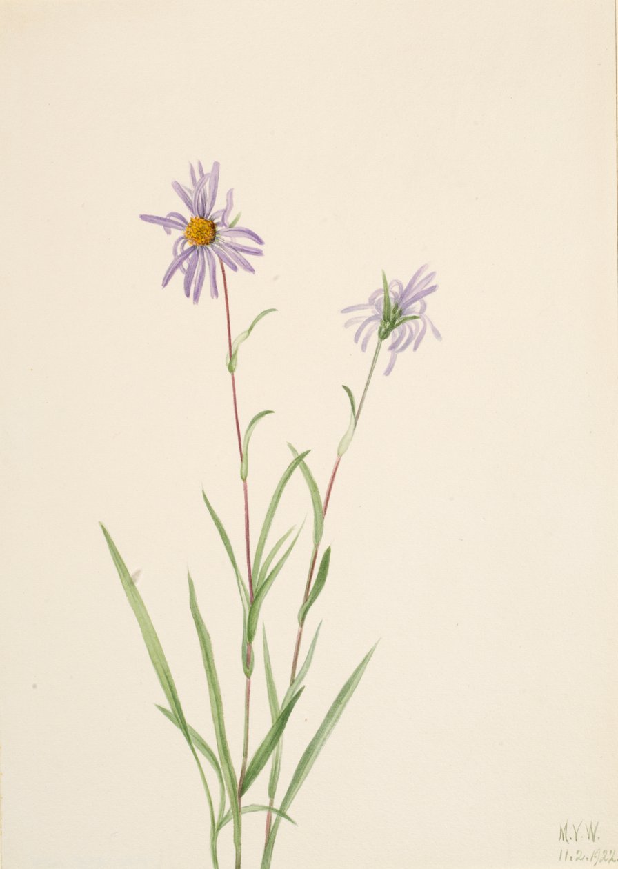 Dibujo De Flor De Aster Flores Aster De Cecilia Plaza