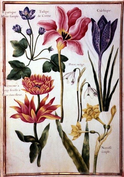 PD.109-1973.f48 Estudios de Flores | Nicolas Robert