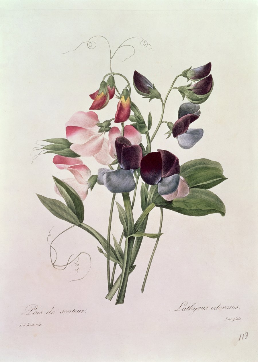 Guisantes de olor (Lathyrus odoratur) grabado por Langlois, de 'Choix ...